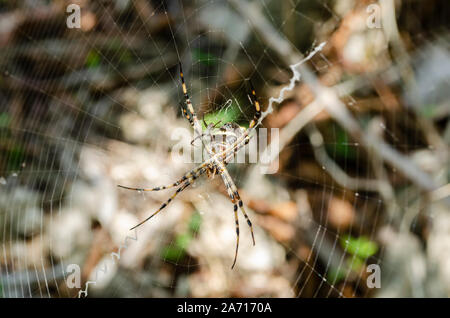 A silver argiope spider is hanging, belly upwards showing its mouth ...