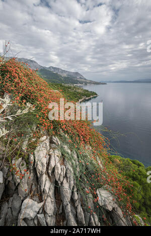 Park Osejava, Makarska Stock Photo - Alamy