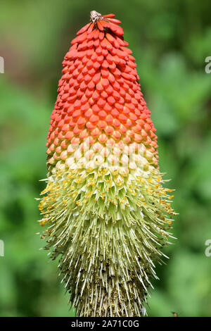 Kniphofia northiae - Giant Poker Stock Photo - Alamy