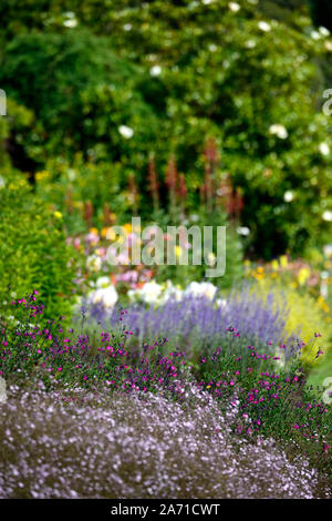 Salvia x jamensis Raspberry Royale,purple red,sage,sages,flower,flowers ...