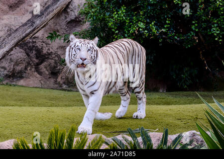 Photo Picture of a Rare White Striped Wild Tiger Stock Photo - Alamy