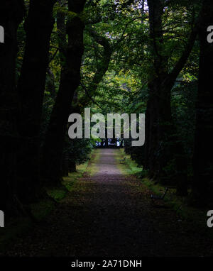 A picture of a tree lined path at the Terra Nostra Park (Furnas Stock ...
