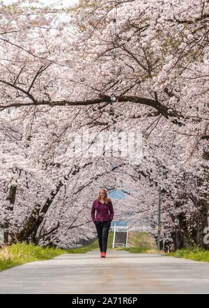 Path of cherry blossoms Stock Photo - Alamy
