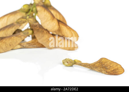 Lot of whole arranged brown winged achene samara isolated on white ...