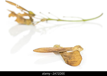 Lot of whole light brown winged achene samara isolated on white ...