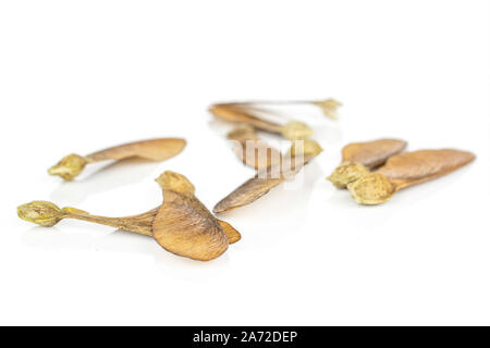 Lot of whole disordered brown winged achene samara isolated on white ...
