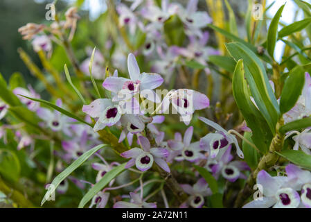 Diverse flowers of the Brazilian flora. Nature and subtropical botany ...
