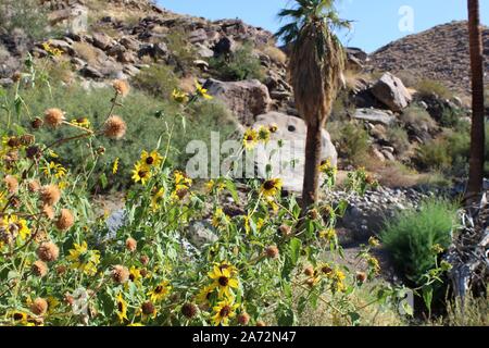 Native shrub in Palm Canyon of the Colorado Desert, commonly named ...