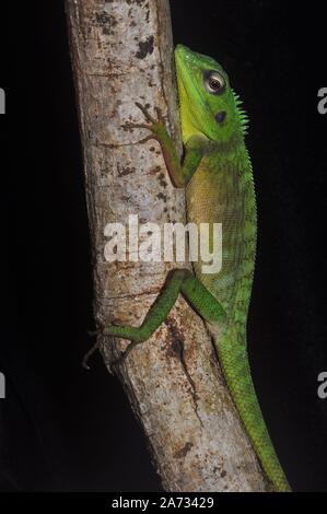 Crested Green Lizard, Borneo Island Stock Photo - Alamy