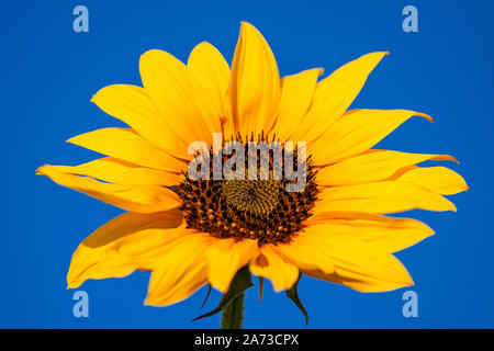 Tuscan sunflowers in the rays of the rising sun, Italy Stock Photo - Alamy