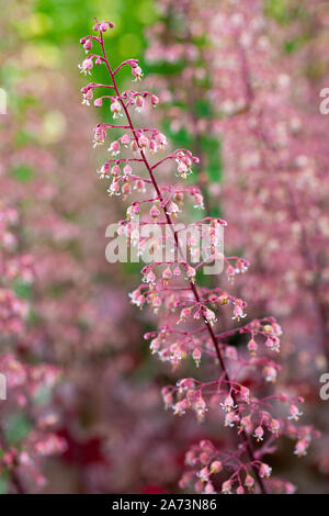 The flowers of an alum root 'Chocolate Ruffles' (Heuchera 'Chocolate ...