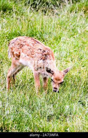 Photo PIcture of a Cute spotted fallow deer Stock Photo - Alamy