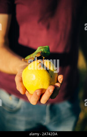 Yellow ripe quince in man's hand, autumn harvest in the village Stock ...