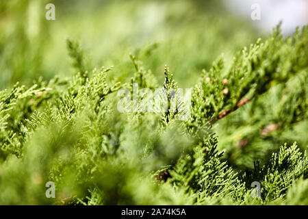 White cedar bush depth of field background Stock Photo - Alamy