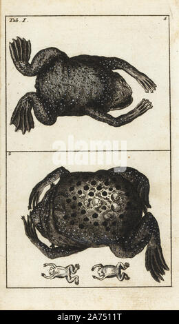 Pipa pipa, Surinam Toad Stock Photo - Alamy