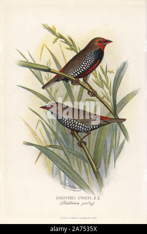 Foreign finches in captivity Stock Photo - Alamy