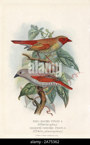 Red-faced Pytilia Stock Photo - Alamy
