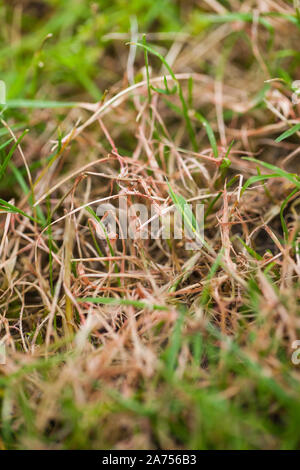 Red thread, Laetisaria fuciformis, damage and stromata from the disease ...