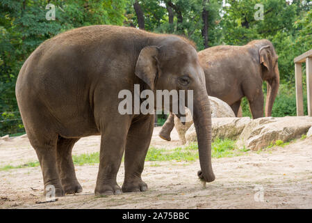 Berlin, Germany - 5 august 2019: Big elephant at the Berlin zoo Stock ...