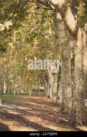 autumnal foliage of platanus hispanica trees Stock Photo - Alamy