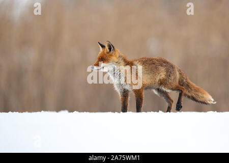 A Red fox portrait taken in surrey, england, during the spring Stock ...