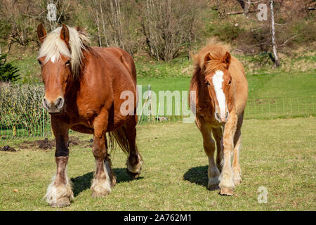 Chestnut draft horse and foal walking on grass in enclosure on sunny ...