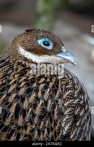 Lophophorus impejanus,Himalaya-Glanzfasan,Himalayan monal Stock Photo ...