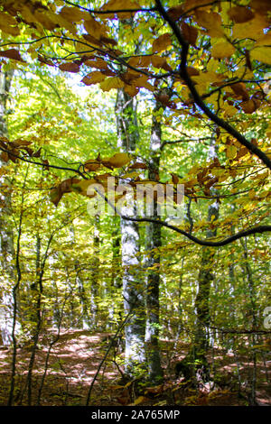 Beech woods of Abruzzo national park in autumn, Italy Stock Photo - Alamy
