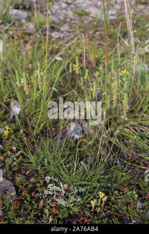 Plantago subulata L Plantago subulata L Stock Photo - Alamy
