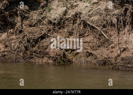 Texas Spiny Softshell (Apalone spinifera emoryi) Reptilia Stock Photo ...