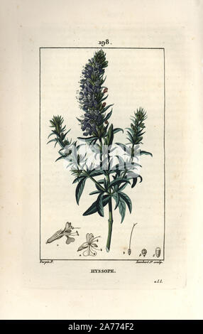 Botanical drawing of hyssop Stock Photo - Alamy