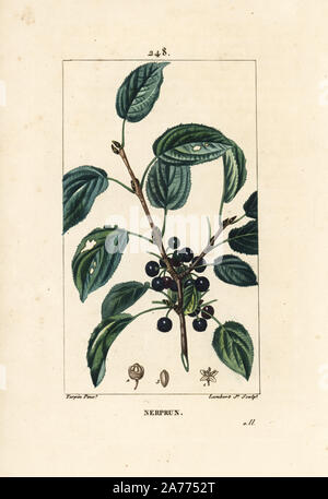 Purging buckthorn, Rhamnus cathartica. Handcoloured lithograph by ...