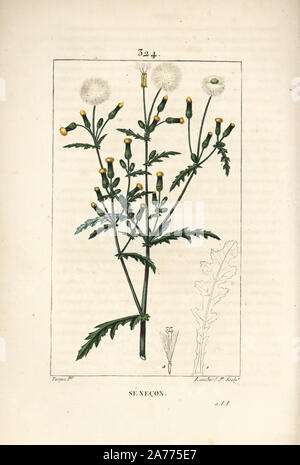 Common groundsel, Senecio vulgaris. Handcoloured copperplate engraving ...