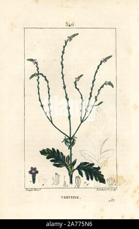 Botanical drawing of vervain Stock Photo - Alamy