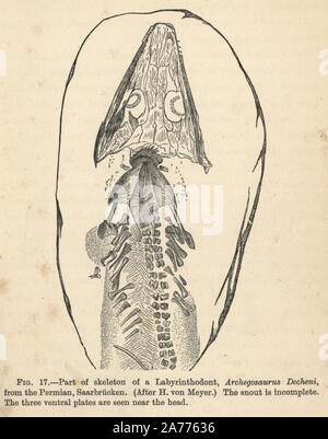 Illustration of an archegosaurus Stock Photo - Alamy