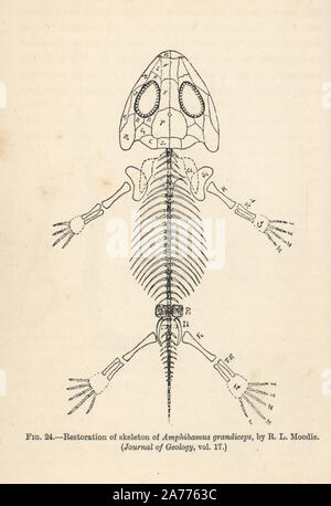 Extinct Monsters London Chapman & Hall 1896 Extinct Animals ...