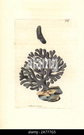 Lace coral, Distichopora violacea. Illustration drawn and engraved by ...