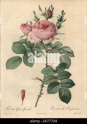 Rosa Damascena. Rose flower illustration. Antique Botanical art by ...