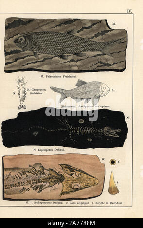 Fossils of fish, crustaceans, and amphibians: Uronectes fimbriatus ...