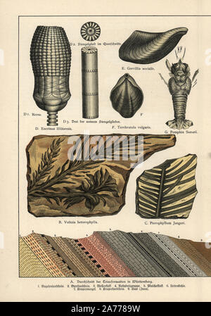 Voltzia heterophylla, fossil conifer from Permian and Triassic periods ...