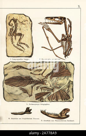 Skeleton of archaeopteryx (Archaeopteryx lithographica Stock Photo - Alamy