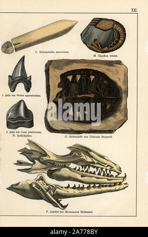 Fossils of extinct celaphopod Belemnitella mucronata, crustacean ...
