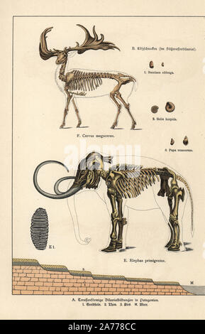 Fossil skeletons of extinct great Irish deer Cervus megaceros and ...