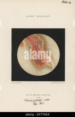 Mouse (Mus musculus) anatomy. Illustration showing the anatomy of male ...