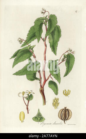 Small-flowered begonia, Begonia humilis. Handcoloured copperplate ...