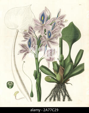 Anchored Water Hyacinth (Eichhornia azurea) and Spotted Piranha ...