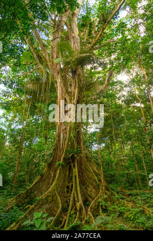 Big tree in the Amazon Rainforest, Amazonas, Brazil Stock Photo - Alamy