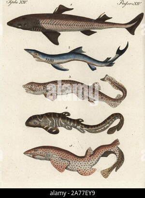 Small-spotted catshark (Scyliorhinus canicula), also known as the sandy ...