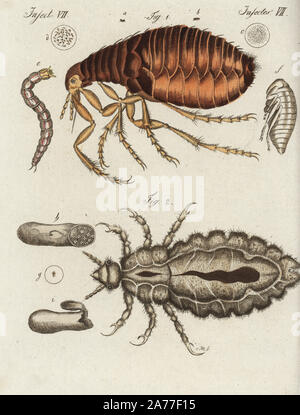 Human flea, Pulex irritans 1, and human louse, Pediculus humanus 2 ...