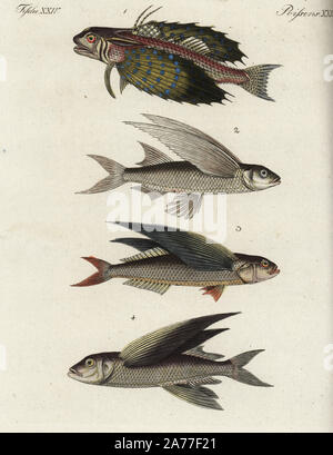 African sailfin flyingfish, Parexocoetus mento (Middle-finned flying ...